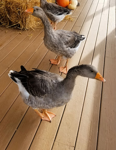 How Much Do Geese Actually Poop? - Fresh Eggs Daily® with Lisa Steele