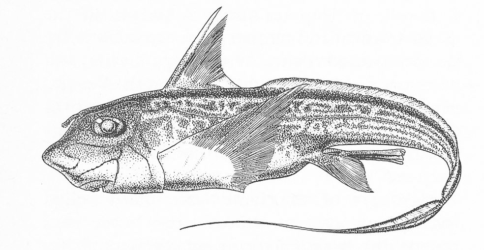 Mick's marine biology: Meet the fascinating spotted ratfish