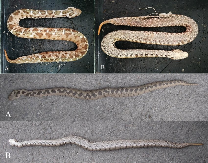 Species New to Science: [Herpetology • 2019] Montivipera xanthina ...