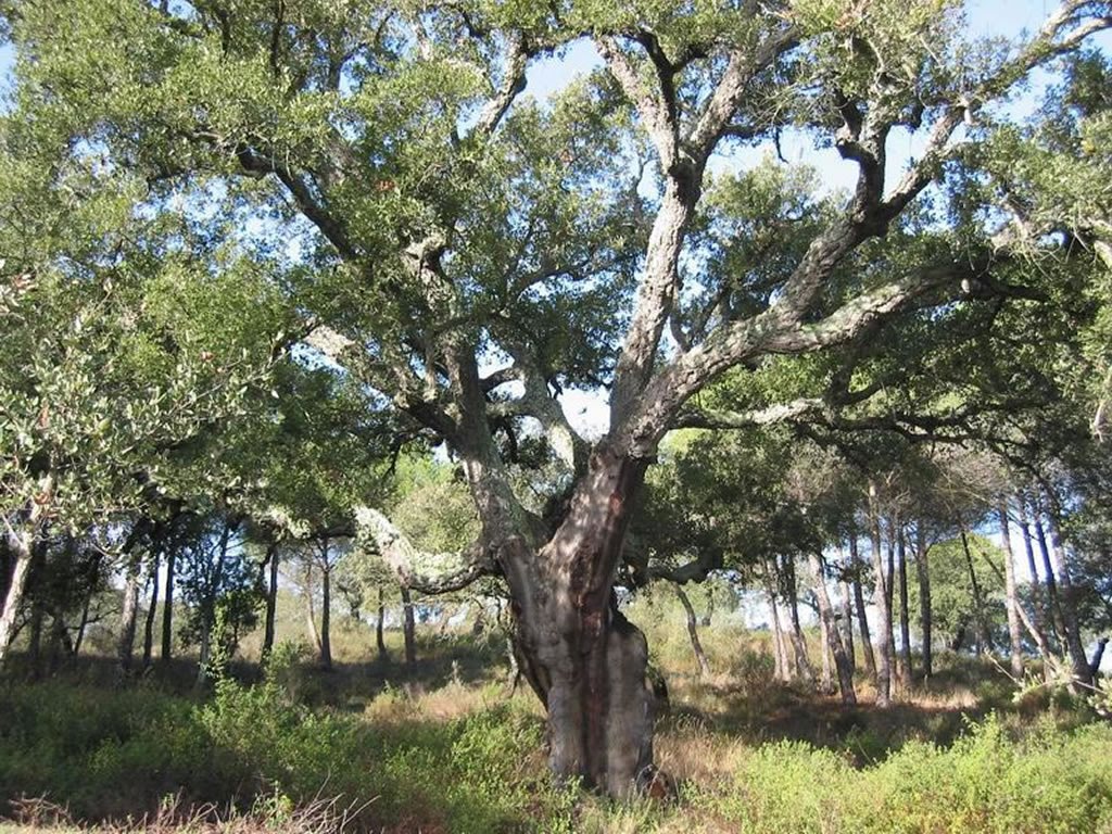 Belladonna Wild: Alcornoque