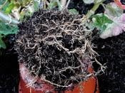 My Broken Garden: Re-Potting Root-Bound? Geranium (Pelargonium)