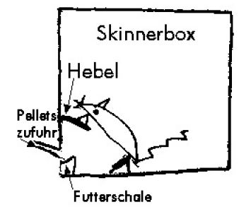 Verhalten und Neurobiologie: Skinner, Behaviorismus
