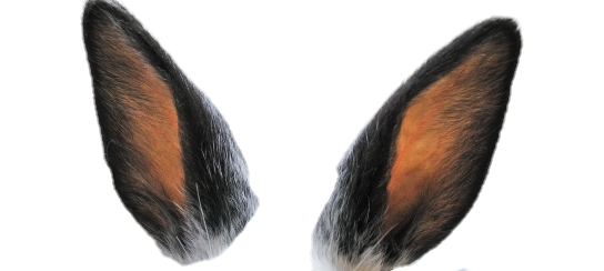 Real rabbit ears png || Bunny ears png