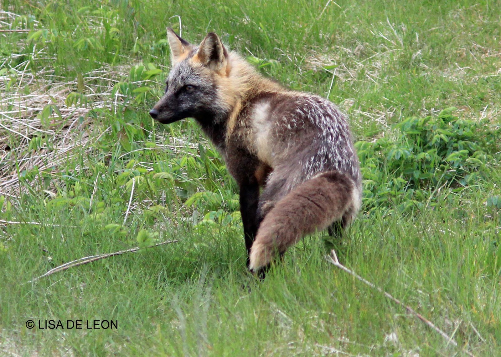 Birding with Lisa de Leon: Red Fox of Newfoundland