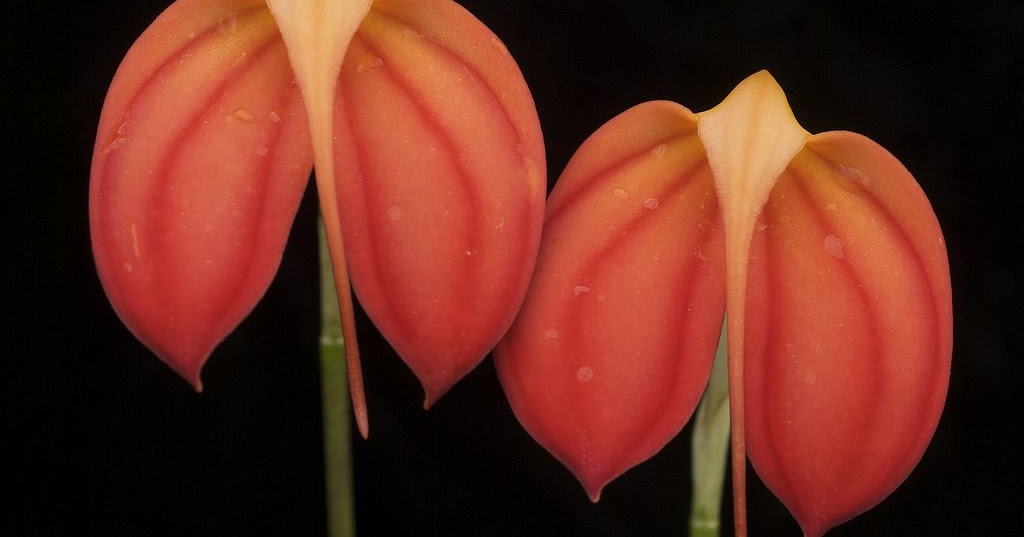 Masdevallia ignea care and culture | Travaldo's blog