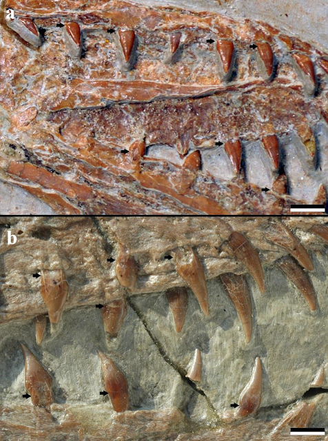 Sciency Thoughts: Mimodactylus libanensis: A new species of ...