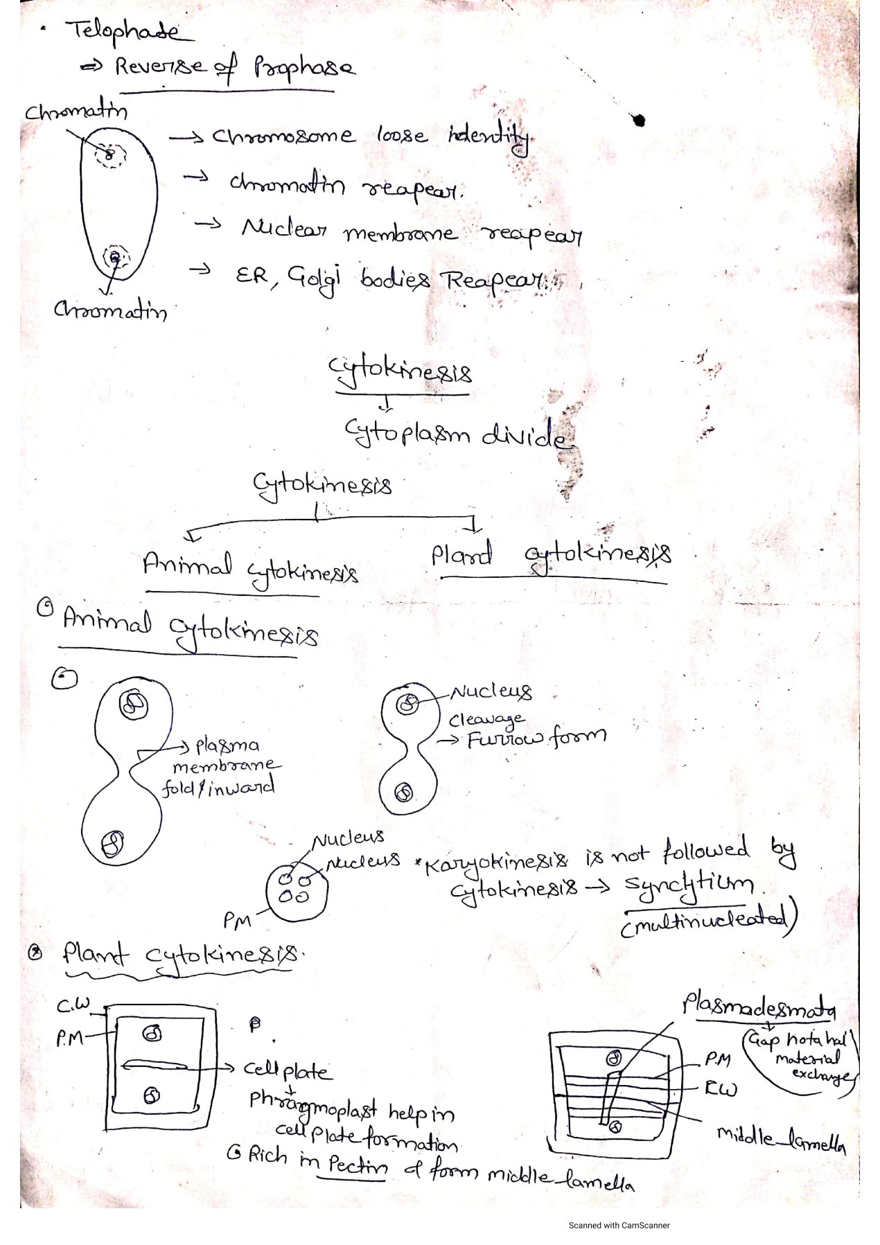 Cell cycle and cell division notes - Studypur