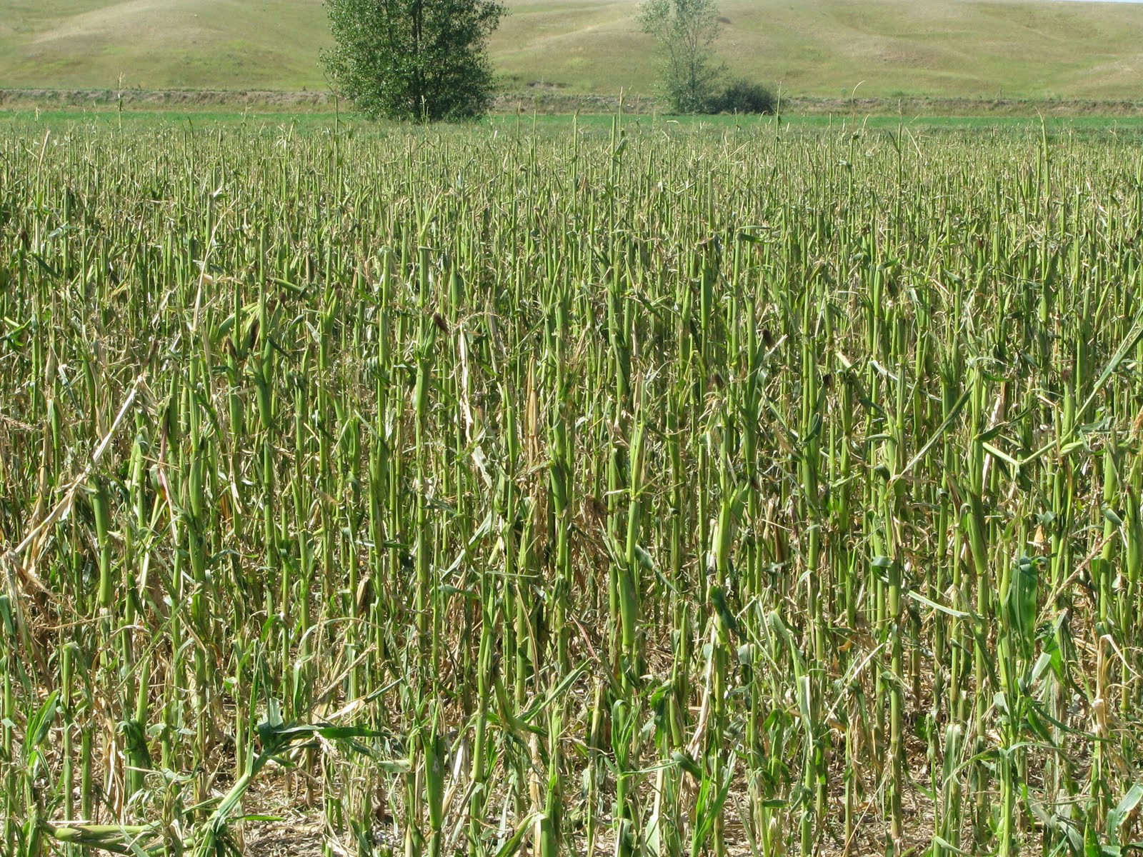 Northeastern Montana Ag Crops and Weather: Hail Damage