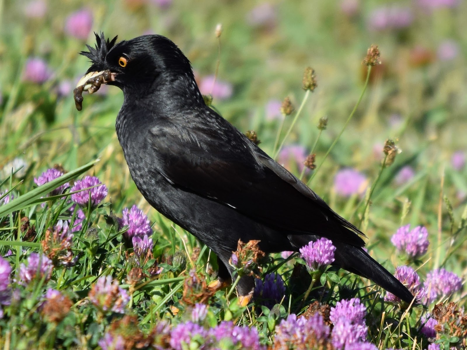 Imagens da vida animal: Avifauna de Almada (I): Mainá-de-crista ...