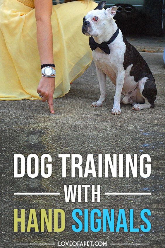 Training Your Dogs: dog training with hand signals
