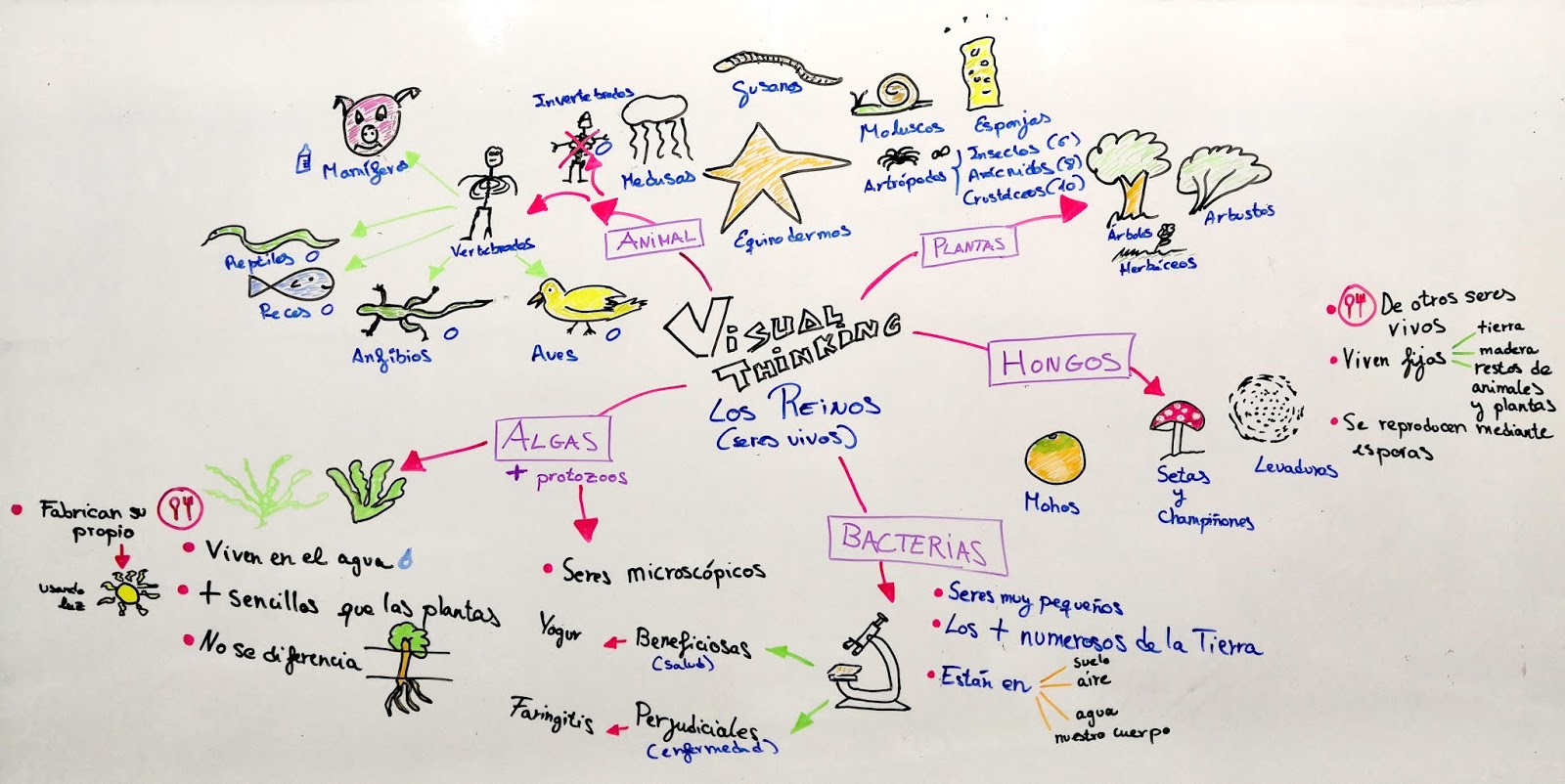 blogteacheralfonso: VISUAL THINKING: LIVING THINGS