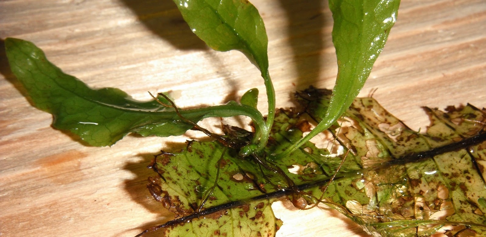stormidae: water plants