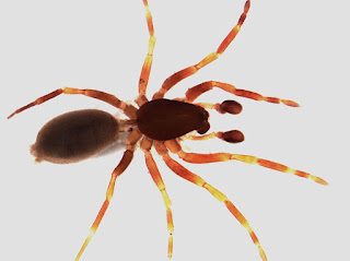 Arañas: Araña Huttonia Palpimanoides