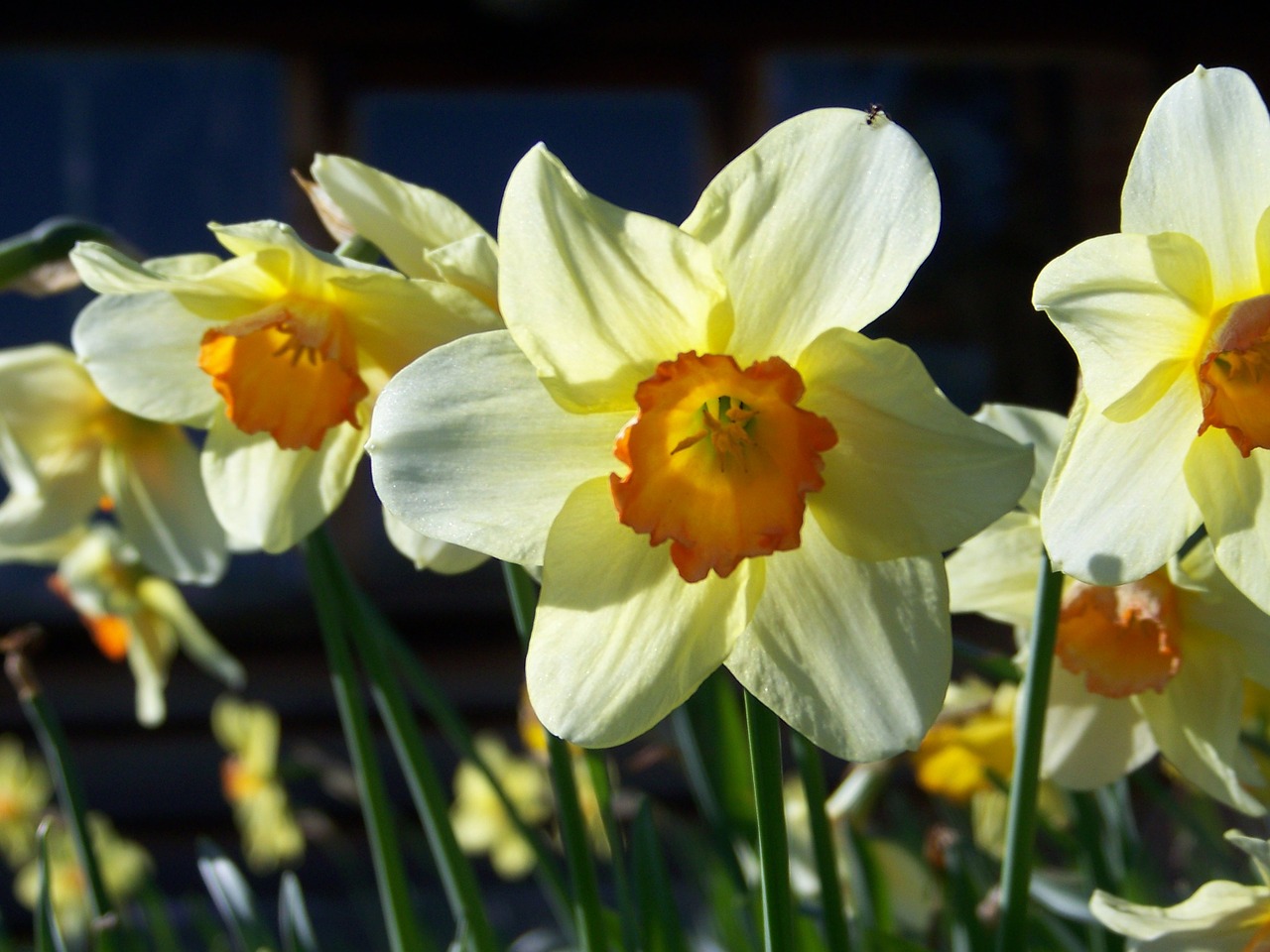 Better Drunk Than Wasted: World Daffodil Day