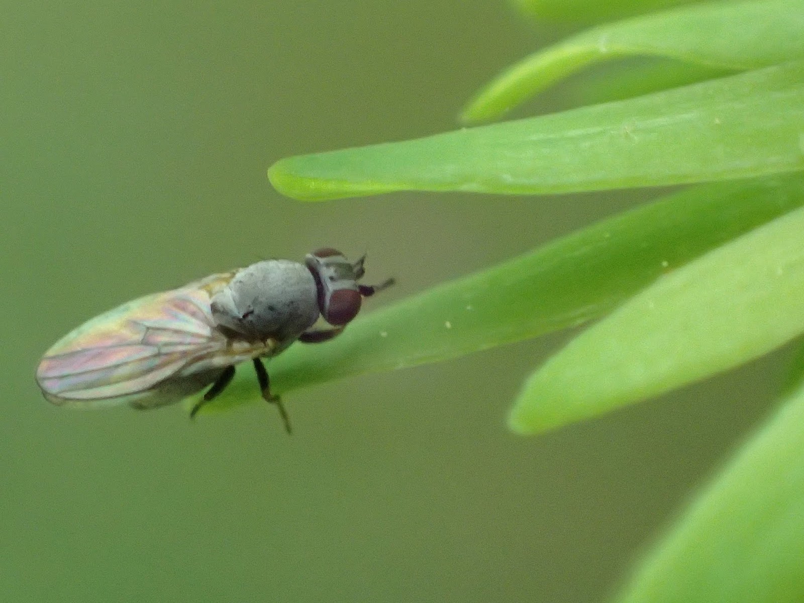 Field Notes: Go get 'em silver flies!