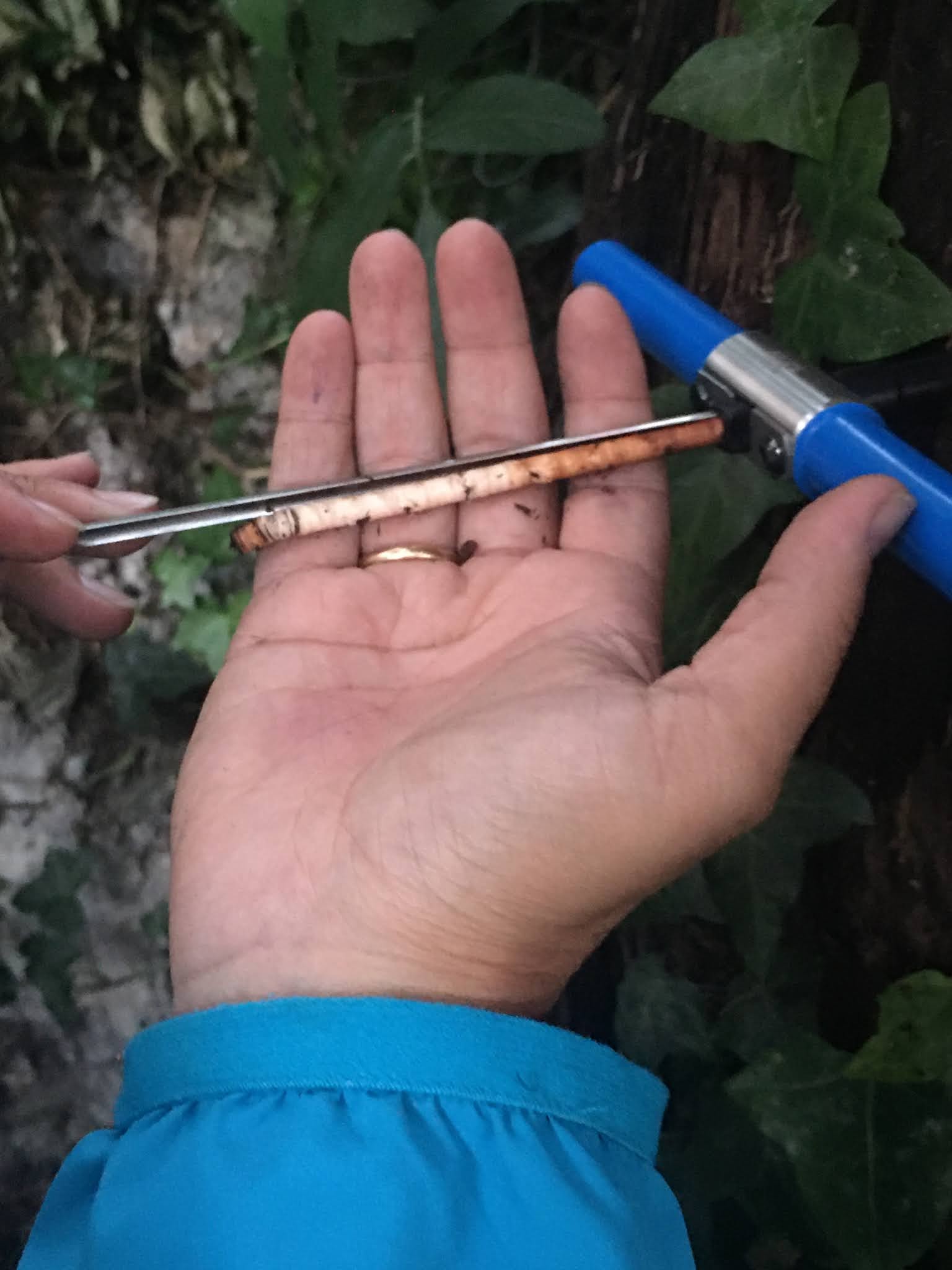 AGROGENIA Técnica: CÓMO SABER LA EDAD DE UN ÁRBOL AGROGENIA Técnica: CÓMO SABER LA EDAD DE UN ÁRBOL