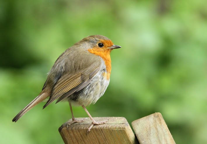 Penny's Hot Birding and Life!: More Hot Birds!!!