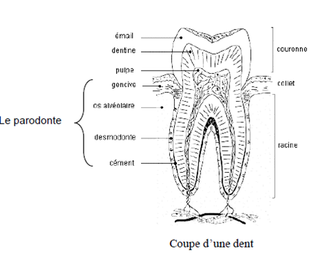 Histogénèse du parodonte - dentica club