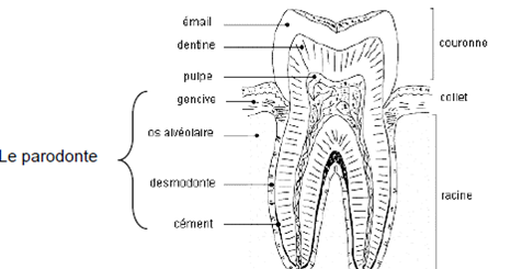 Histogénèse du parodonte - dentica club