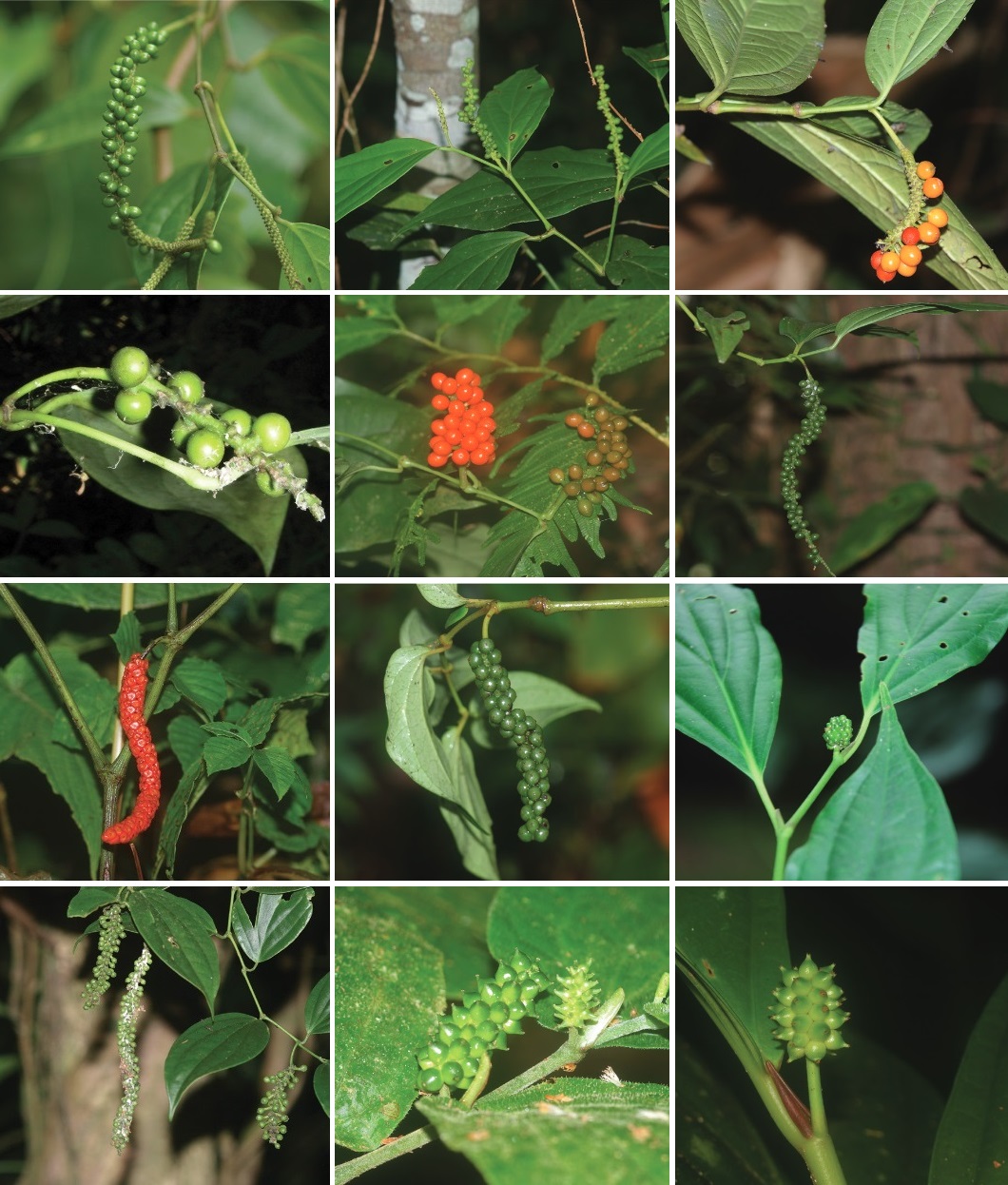 Species New to Science: [Botany • 2020] A Synopsis of Thai Piper ...