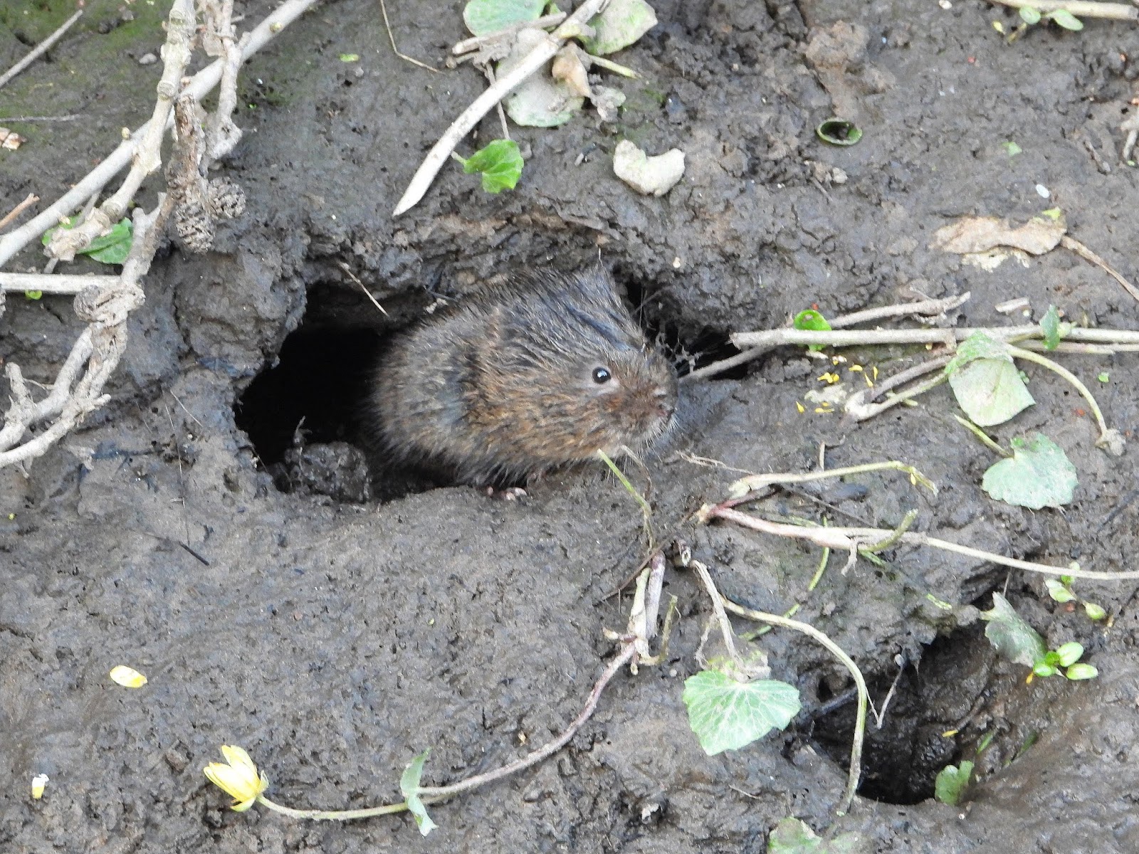 About a Brook: Now Meet the Edward German Drive Voles