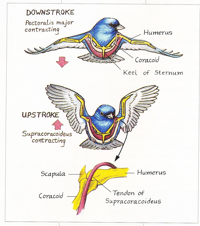 Blog de Biologia CMPA 201 2020: Material sobre cordados - Classe Aves