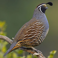 Roots and Branches: The Miracle of the Quail