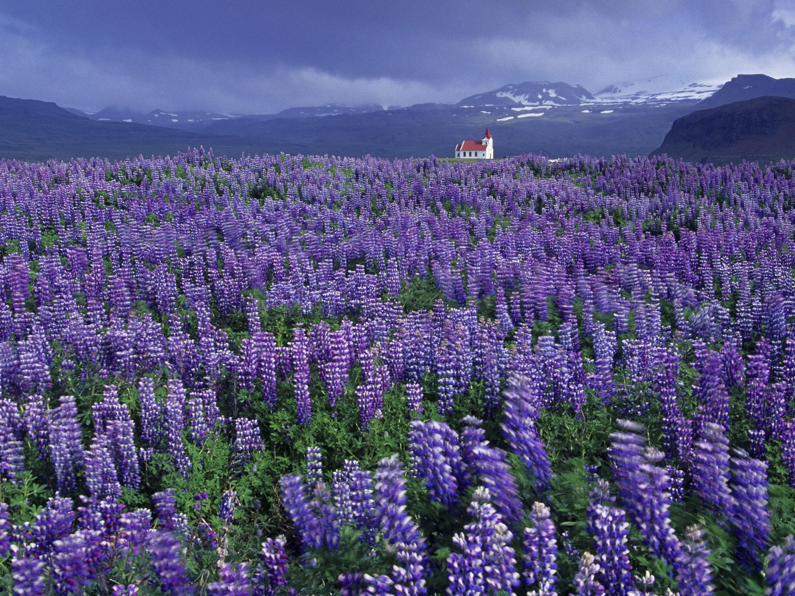 Temperate Climate Permaculture: Permaculture Plants: Lupine