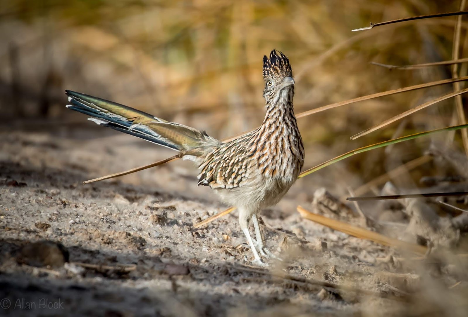 Feather Tailed Stories: Roadrunner