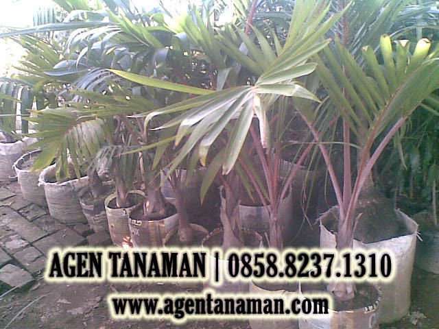 PALEM BOTOL | JUAL PALEM HIAS | POHON PALEM MURAH ~ AGEN TANAMAN
