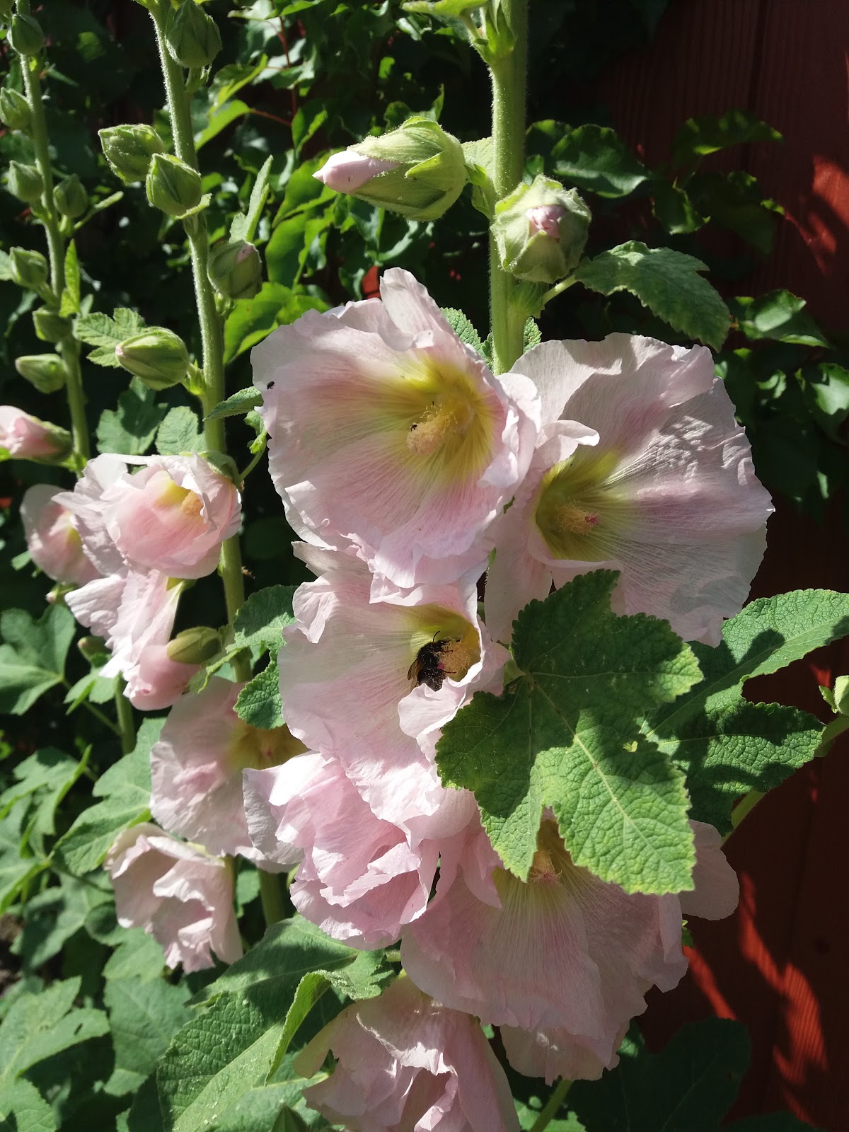 Kaprifol og stokrose