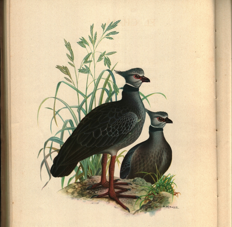 PÁJAROS ARGENTINOS: EL CHAJÁ.