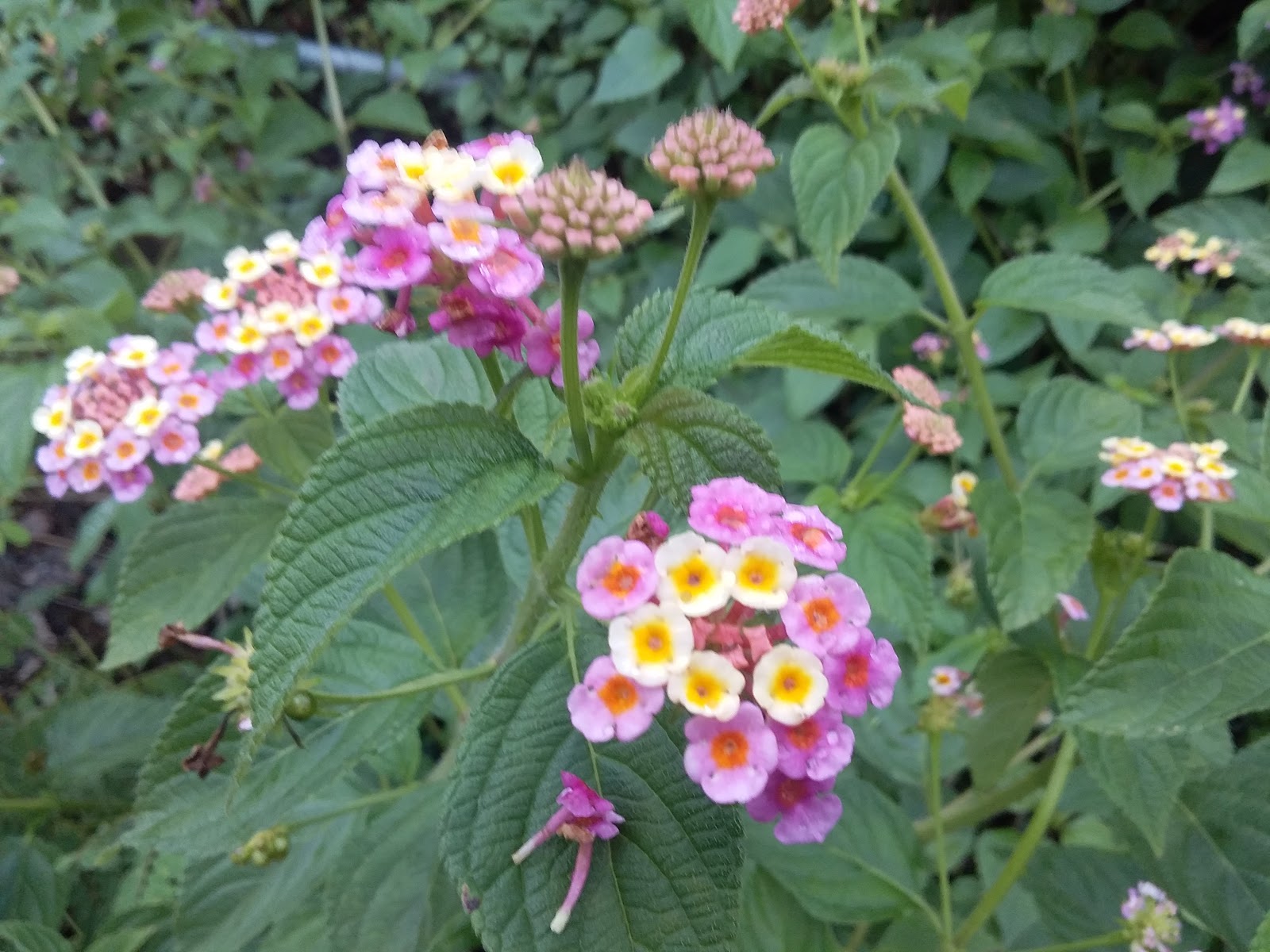 Iyarkai - Royality free photos