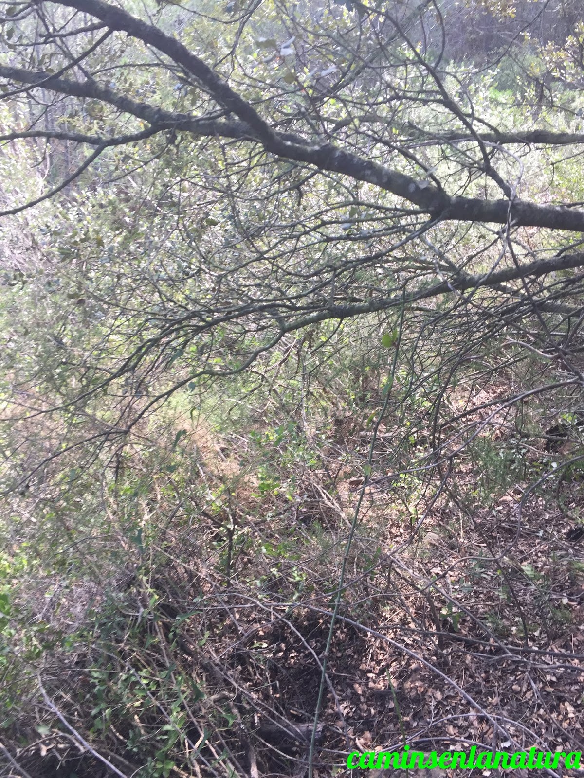 El vocabulari de la natura: ANDOLA