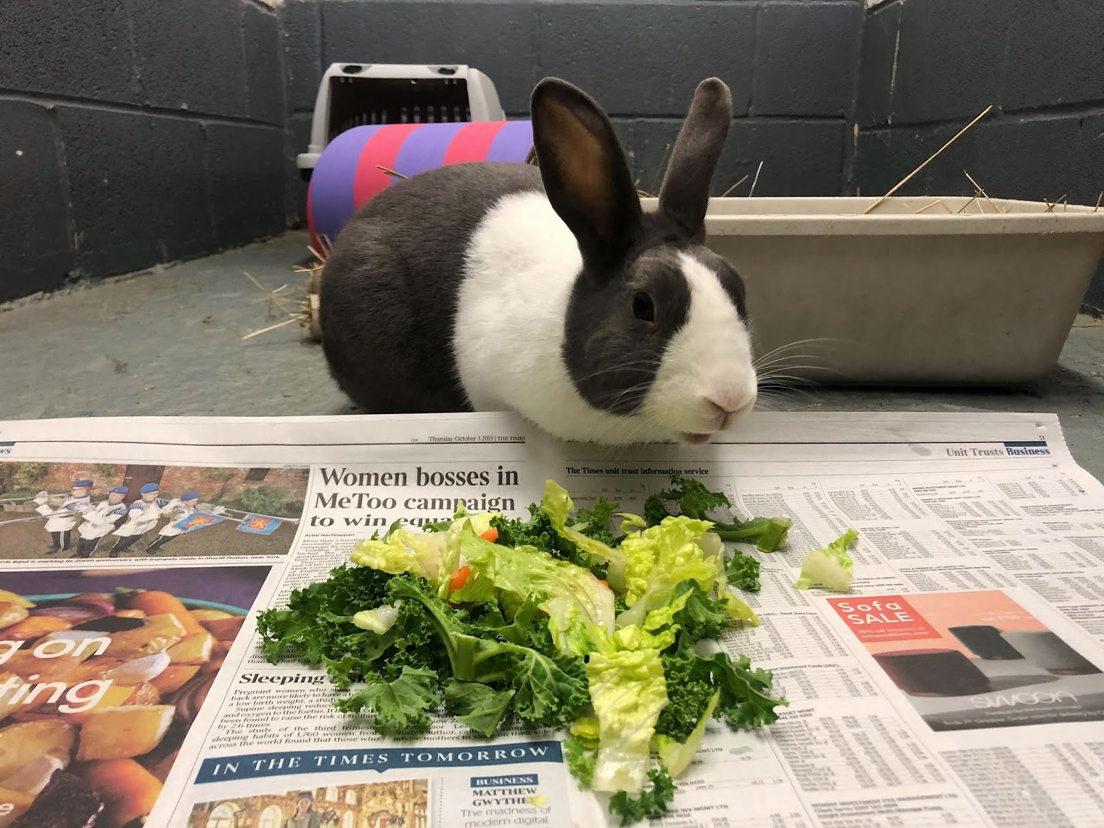 Disapproving Bun: Elmo