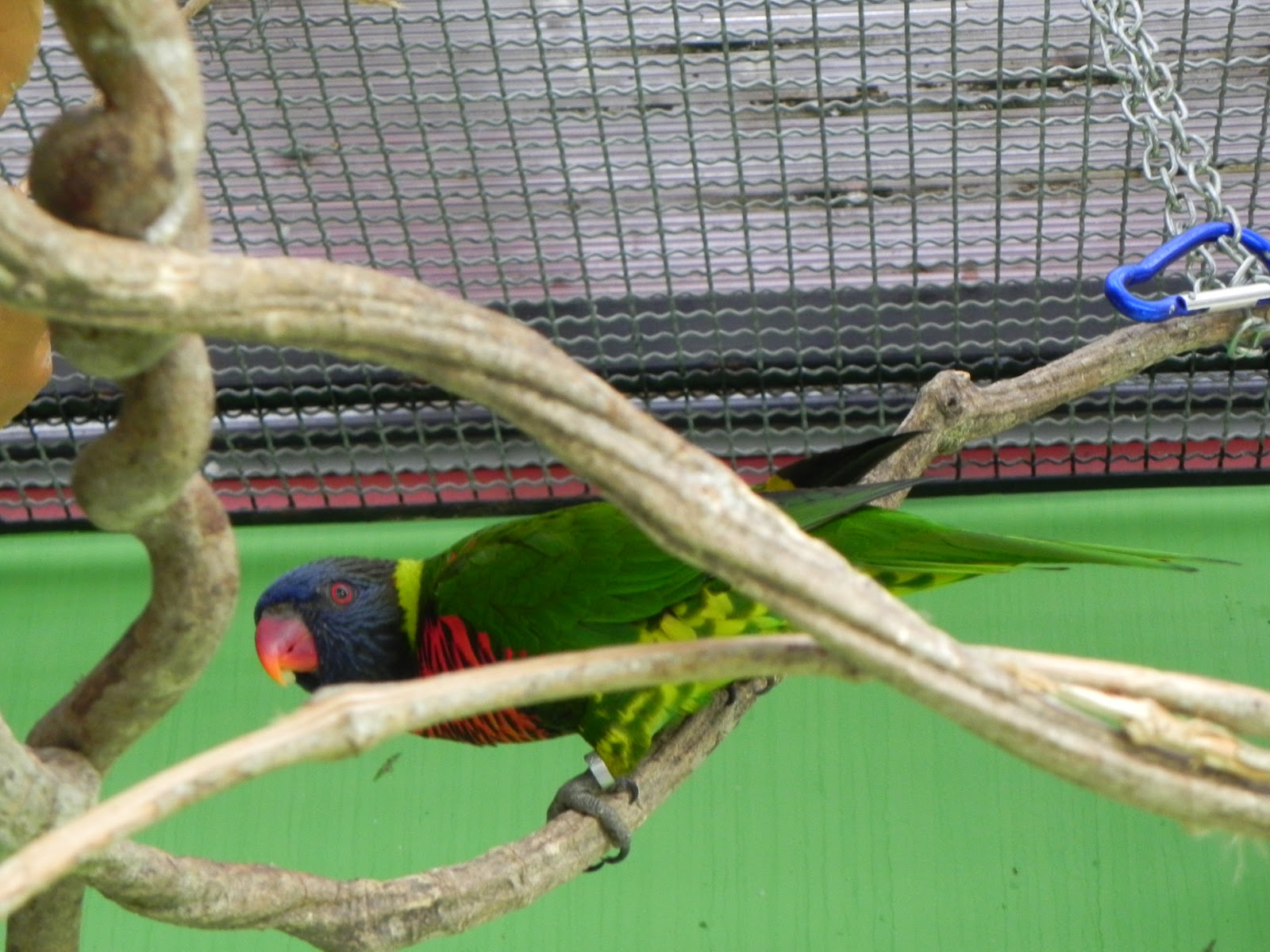 Viveiro Harmonia: LÓRIS ARCO-ÍRIS