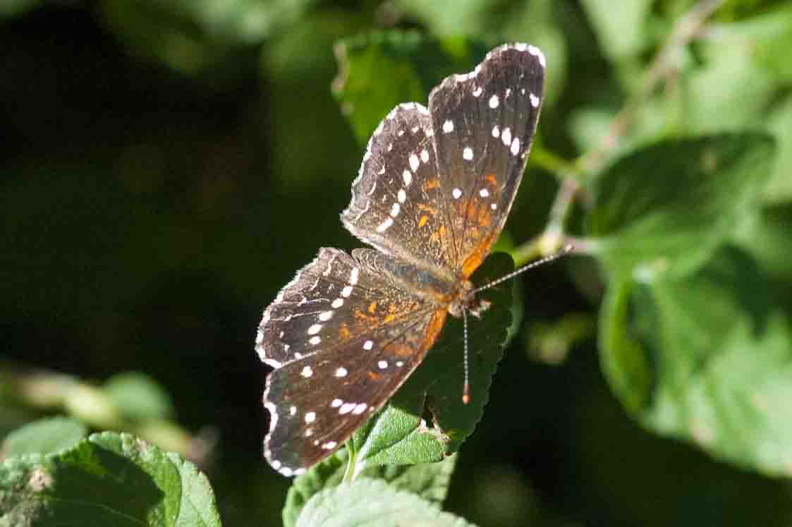Window on a Texas Wildscape: Fall butterflies