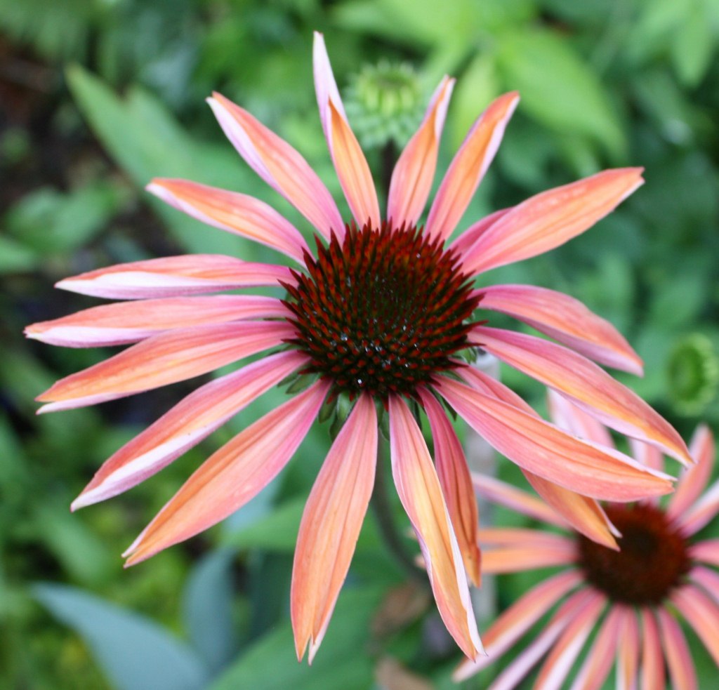 Heléns Trädgårdsplätt: Röd Solhatt Summer Sky, Echinacea purpurea