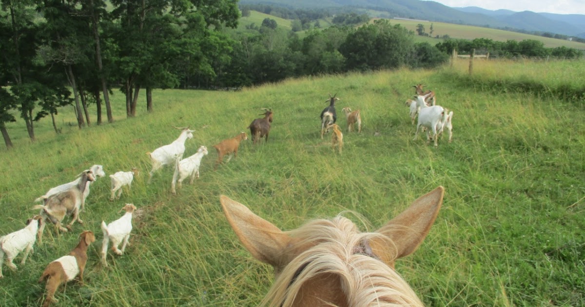 4R Ranch: Moving Goats