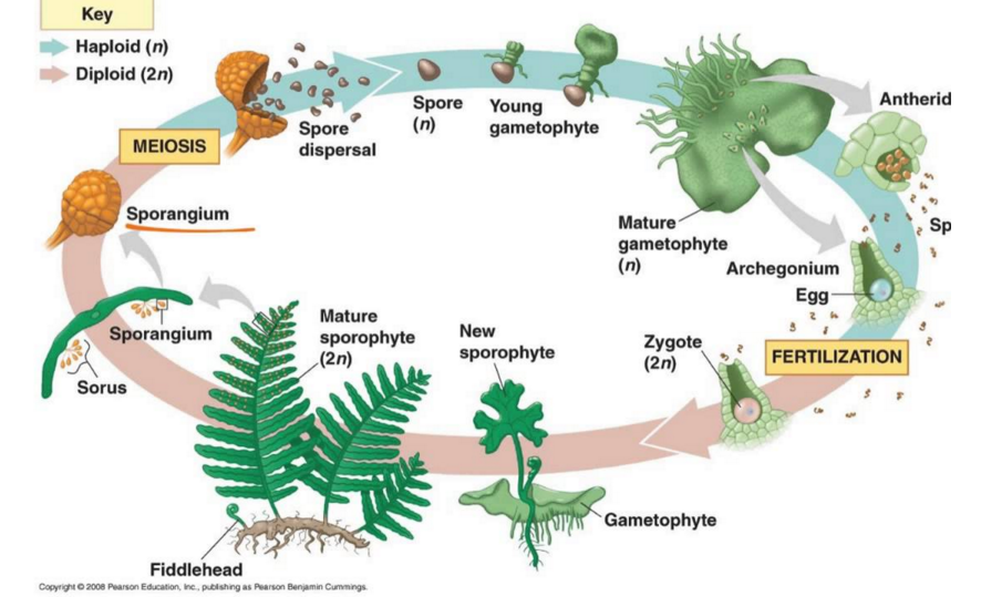 REPRODUKSI BRYOPHYTA DAN PTERIDOPHYTA SECARA GENERATIF DAN VEGETATIF ...