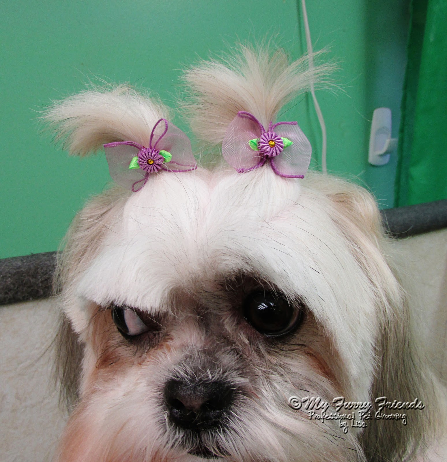 Pet Grooming: The Good, The Bad, & The Furry: Makeover Monday #8...To ...