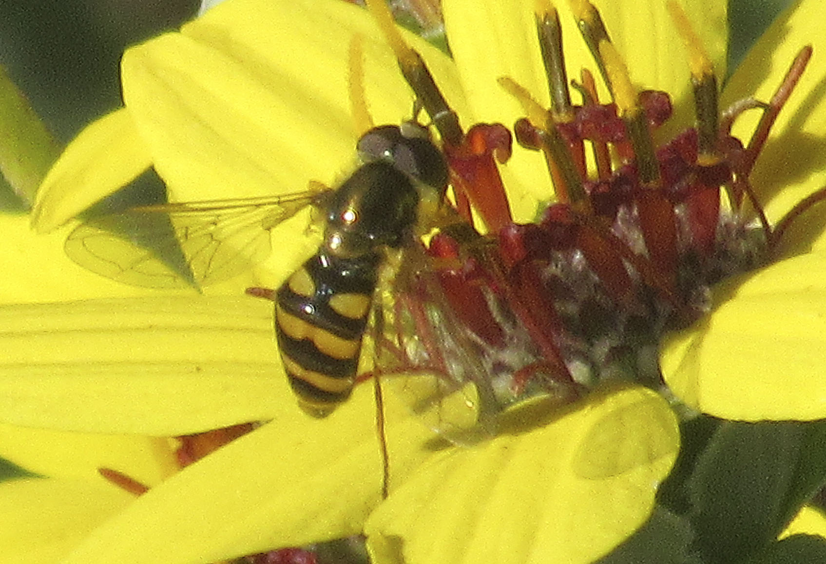 Mother Nature's Montrose Garden: Garden Pollinators: Syrphid flies ...