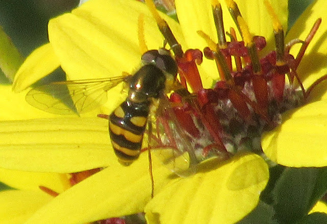Mother Nature's Montrose Garden: Garden Pollinators: Syrphid flies ...