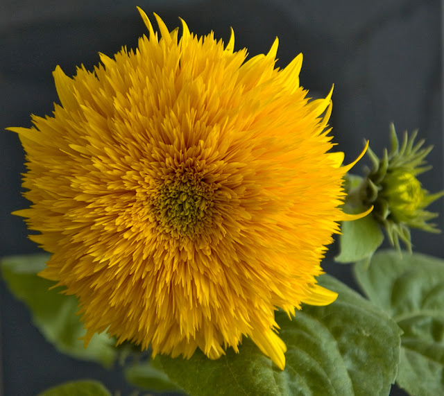 Flower Photos: Teddy Bear Sunflower