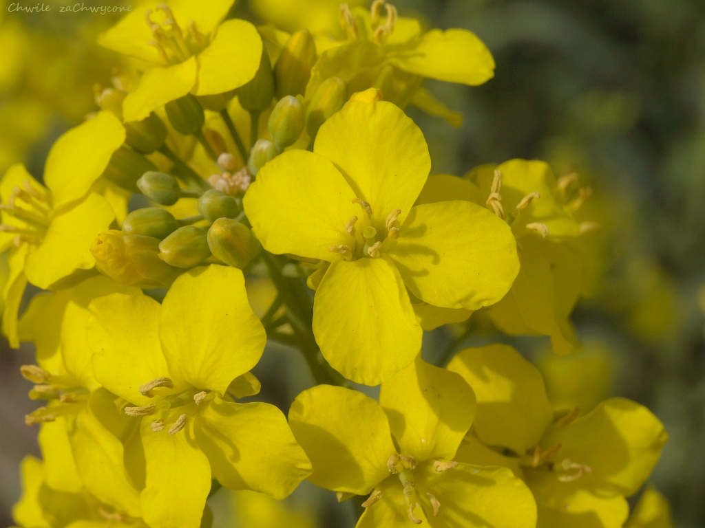 Chwile zaChwycone: Kwitnący rzepak