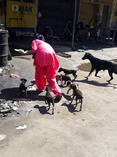 Animals Welfare NGOs In Amritsar | Adopt Trained Animals In Punjab