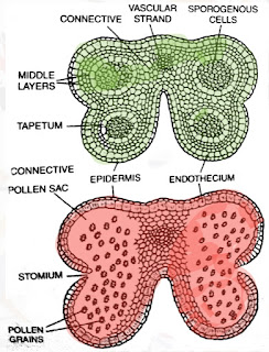 STRUCTURE OF ANTHER AND MICROSPORANGIUM