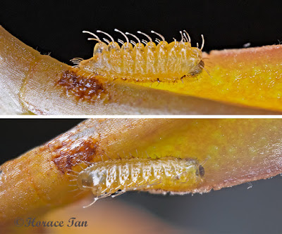 Butterflies of Singapore: Life History of the Banded Royal