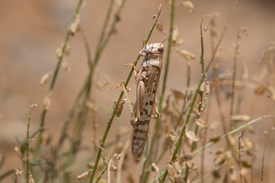 Birds of Saudi Arabia: Desert Locust – Billasmer
