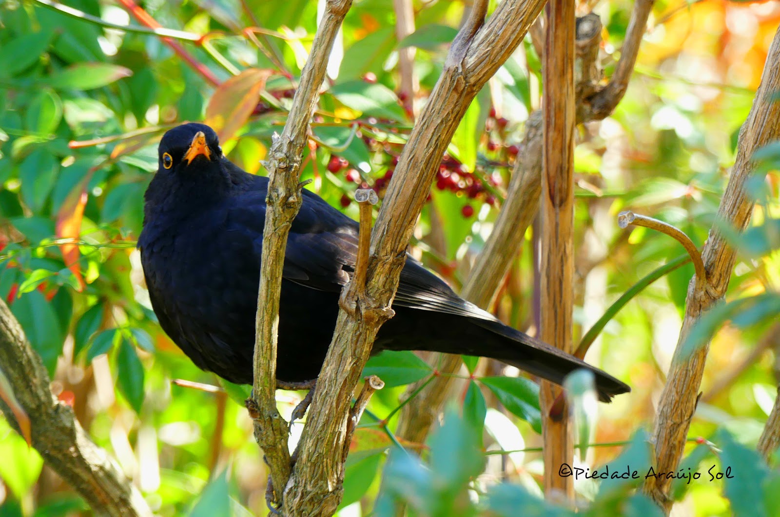 poesia em imagens: Melro-preto - Turdus merula